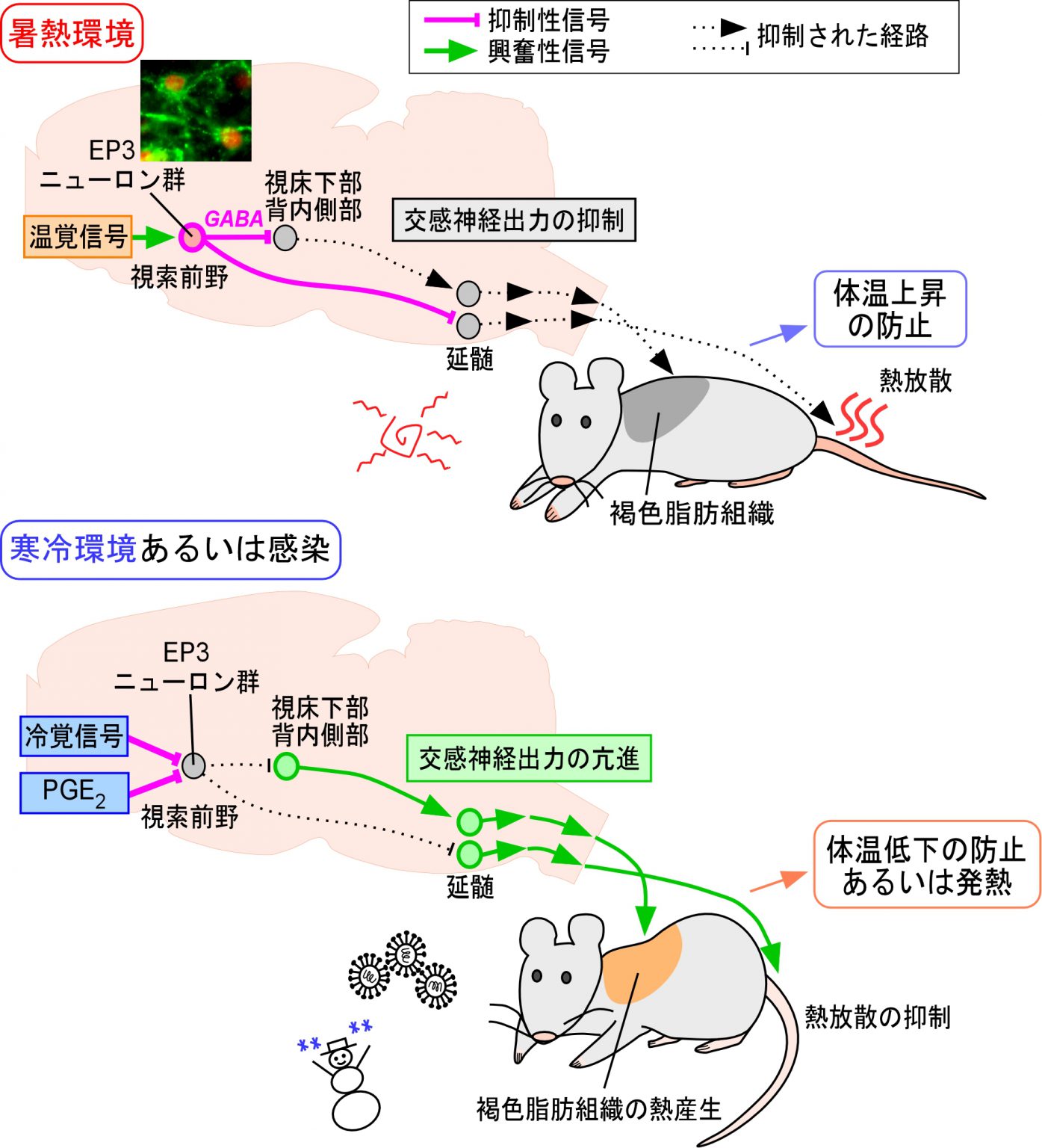 163. 体温調節の司令塔ニューロン | 日本生理学会